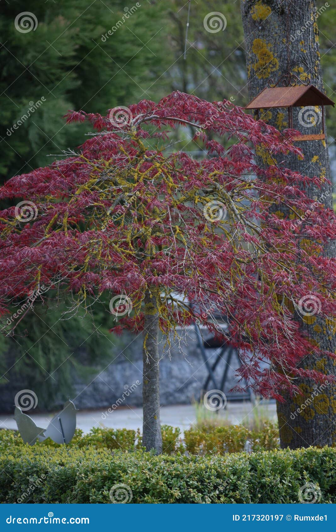 Japanese Maple in a Zen Garden Stock Image - Image of compact, leaved ...