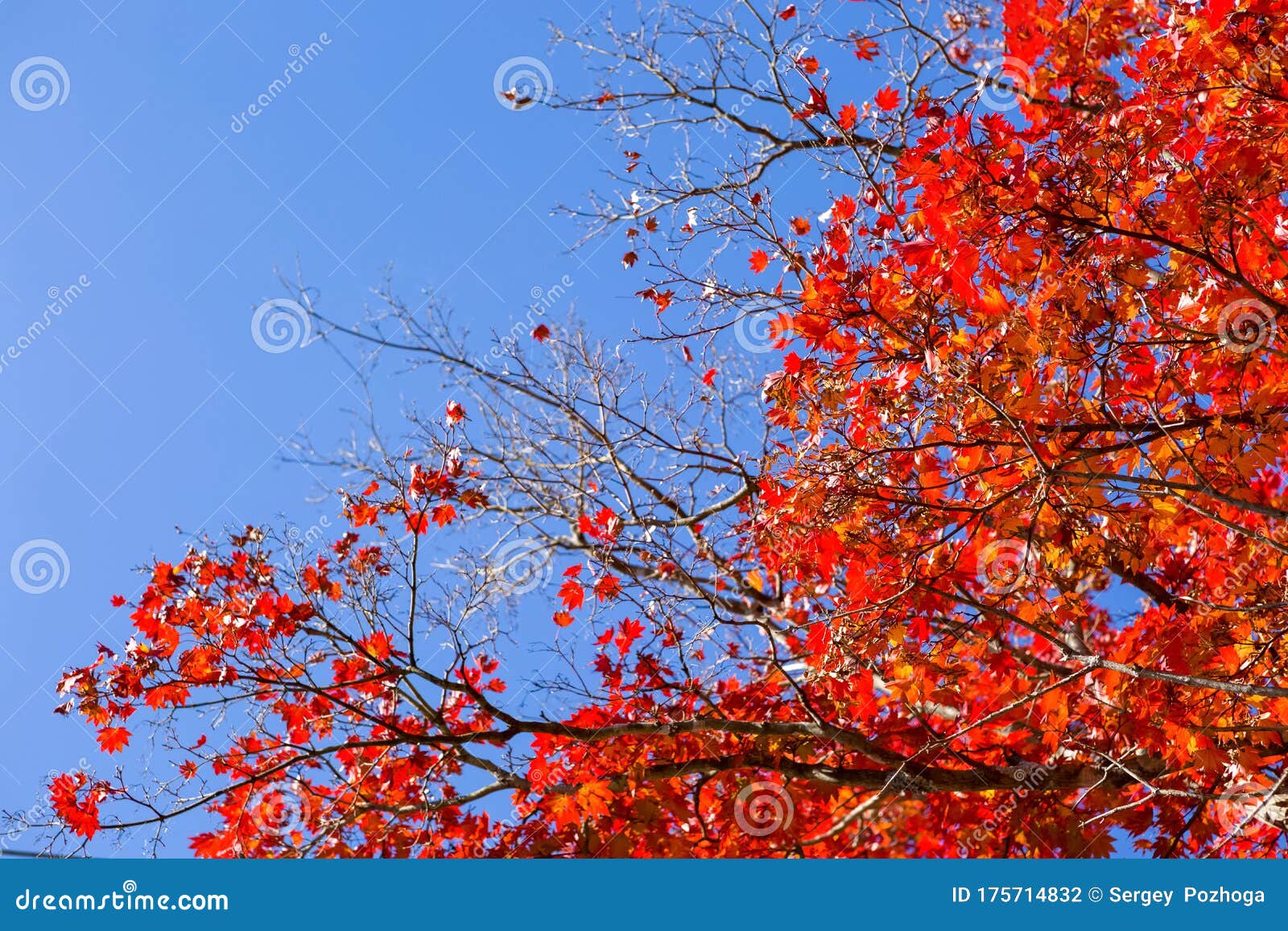 Japanese Maples. Maple Leaves Stock Photo - Image of tree, background ...