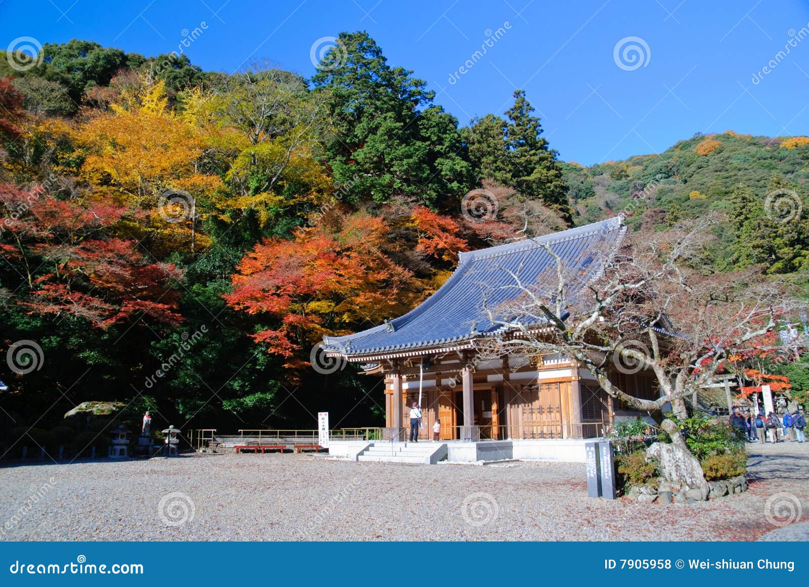 Japanese Maples With A Temple Stock Photography | CartoonDealer.com ...
