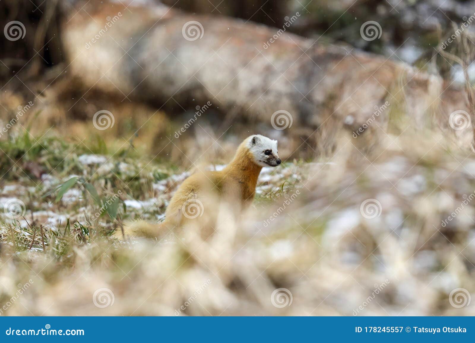 Japanese Marten on the Alert Stock Image - Image of animal, japan ...