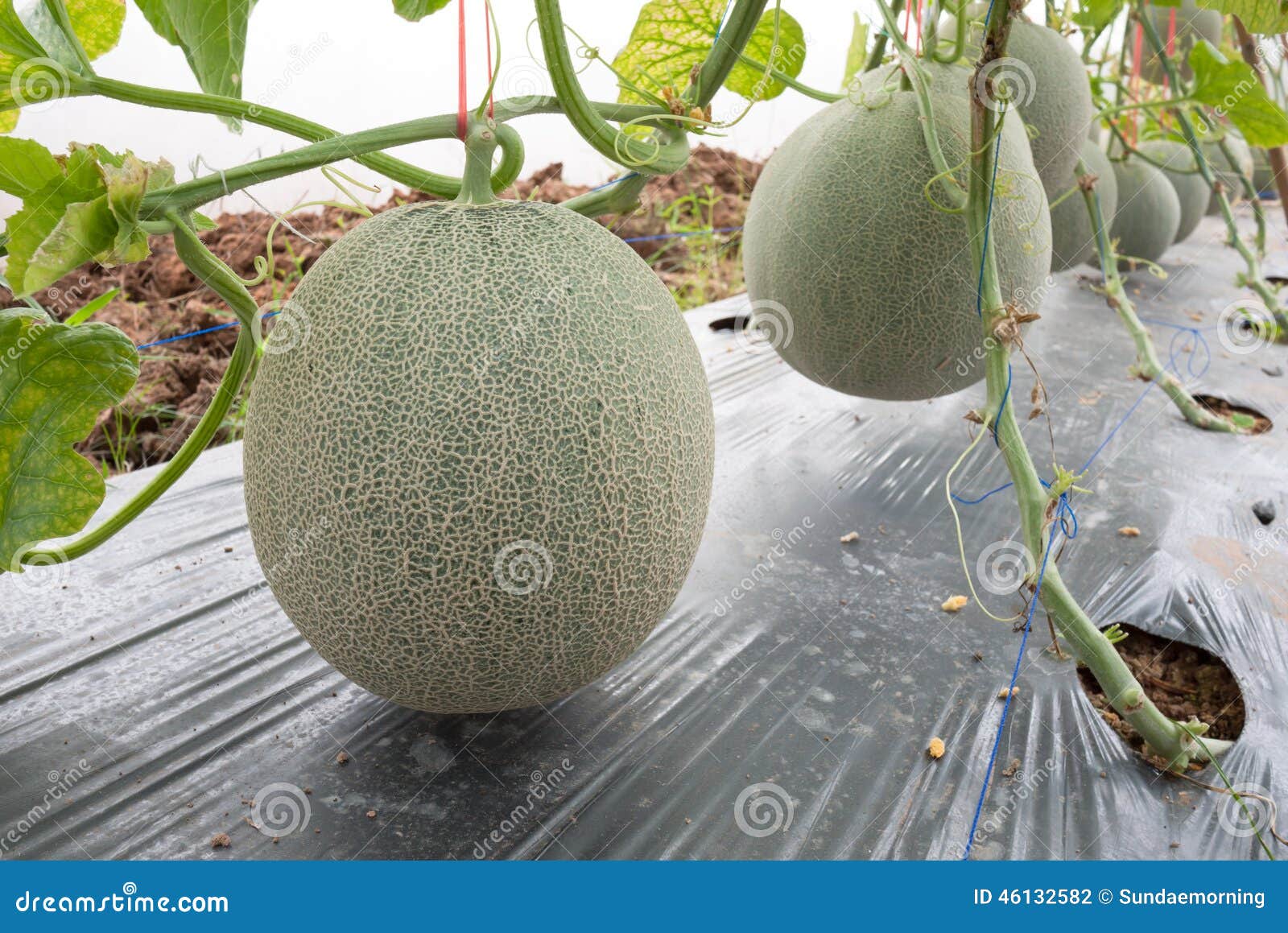 Japanese melon crop stock photo. Image of harvest, consumption - 46132582