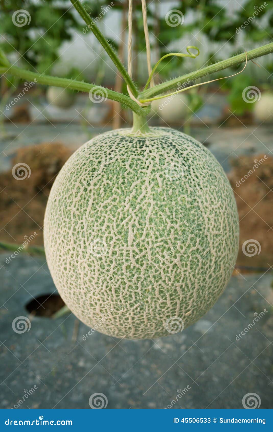 Japanese melon stock image. Image of food, planting, netted - 45506533