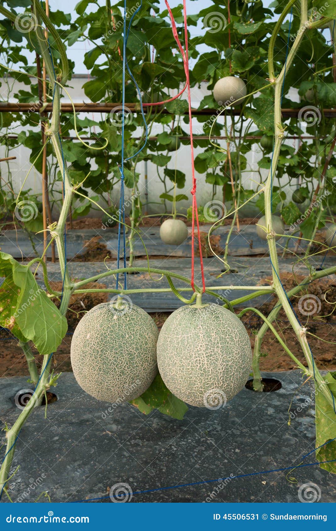 Japanese Melon in Fruiting Stage Stock Image - Image of fruit, netted ...