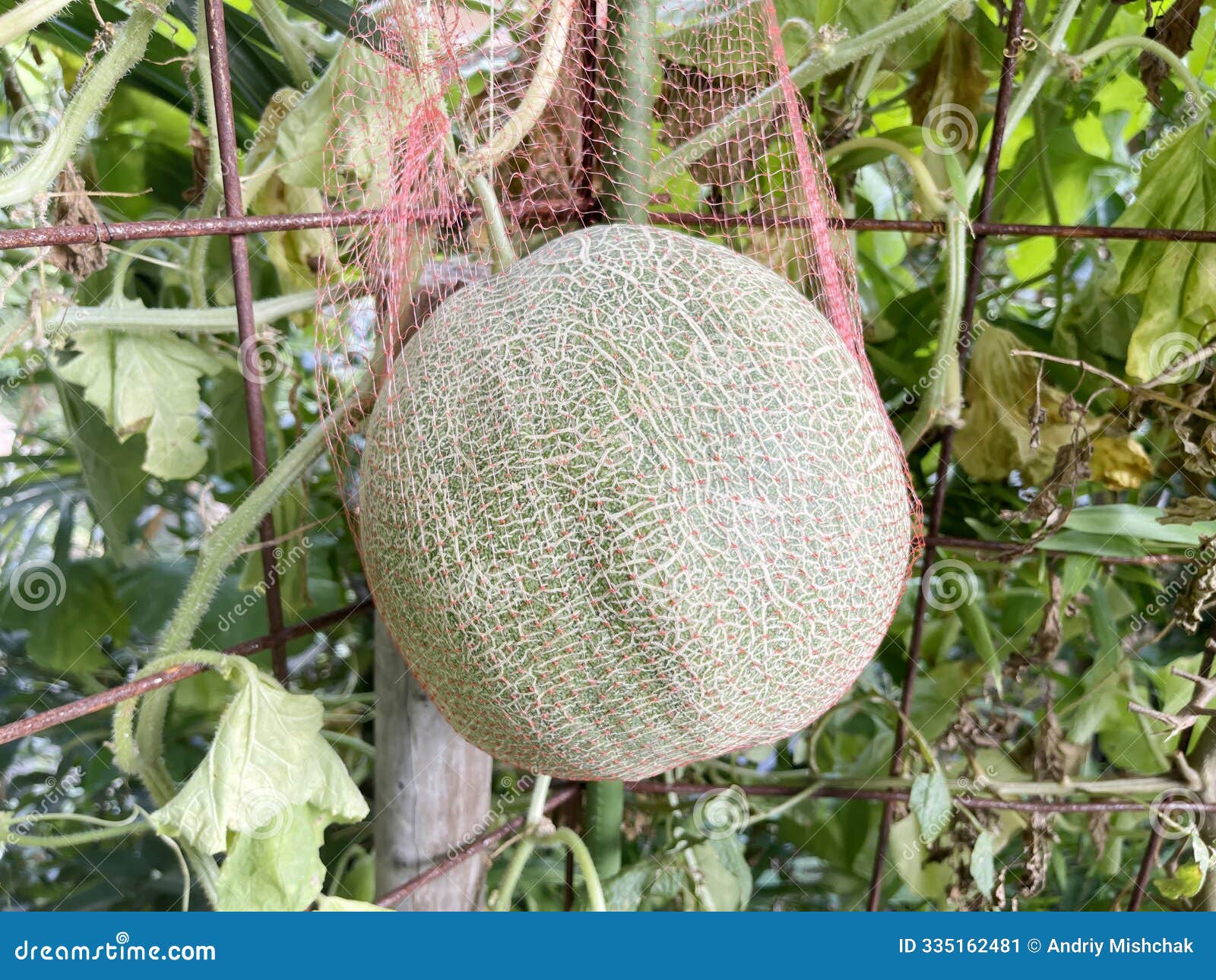Japanese Melon Growing in a Net Hanging Stock Image - Image of food ...