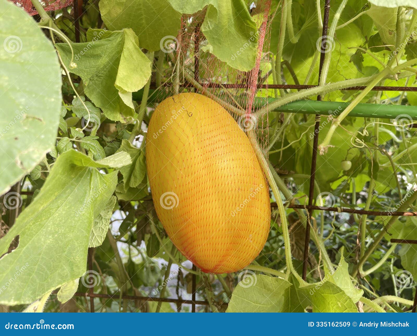 Japanese Melon Growing in a Net Hanging Stock Image - Image of food ...
