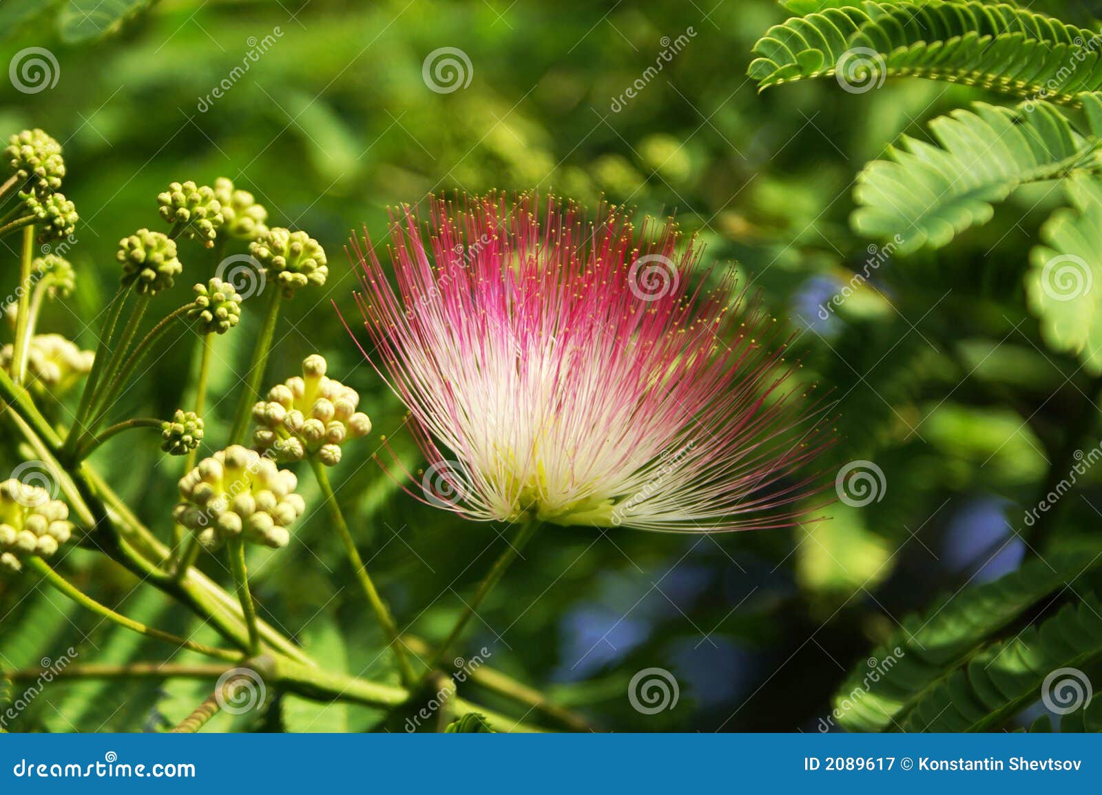 The Japanese mimosa stock image. Image of exotic, beautiful - 2089617