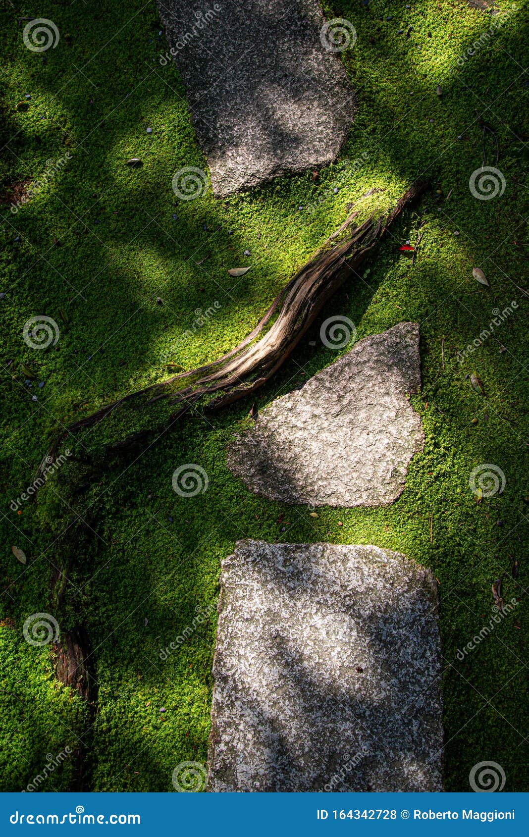 Detail Of Moss Leaf (Plagiomnium Affine) Royalty-Free Stock Photography ... Detail Of Moss Leaf (Plagiomnium Affine) Royalty-Free Stock Photography ...