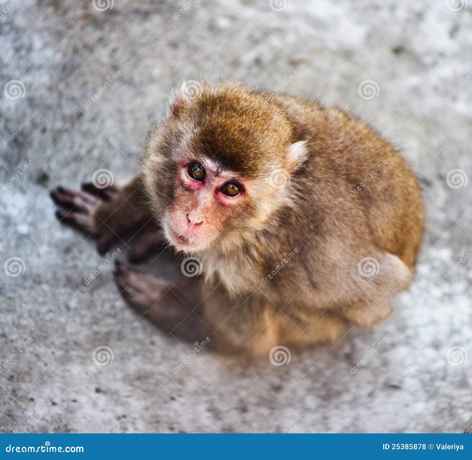 Japanese monkey stock photo. Image of wild, monkey, primate - 25385878