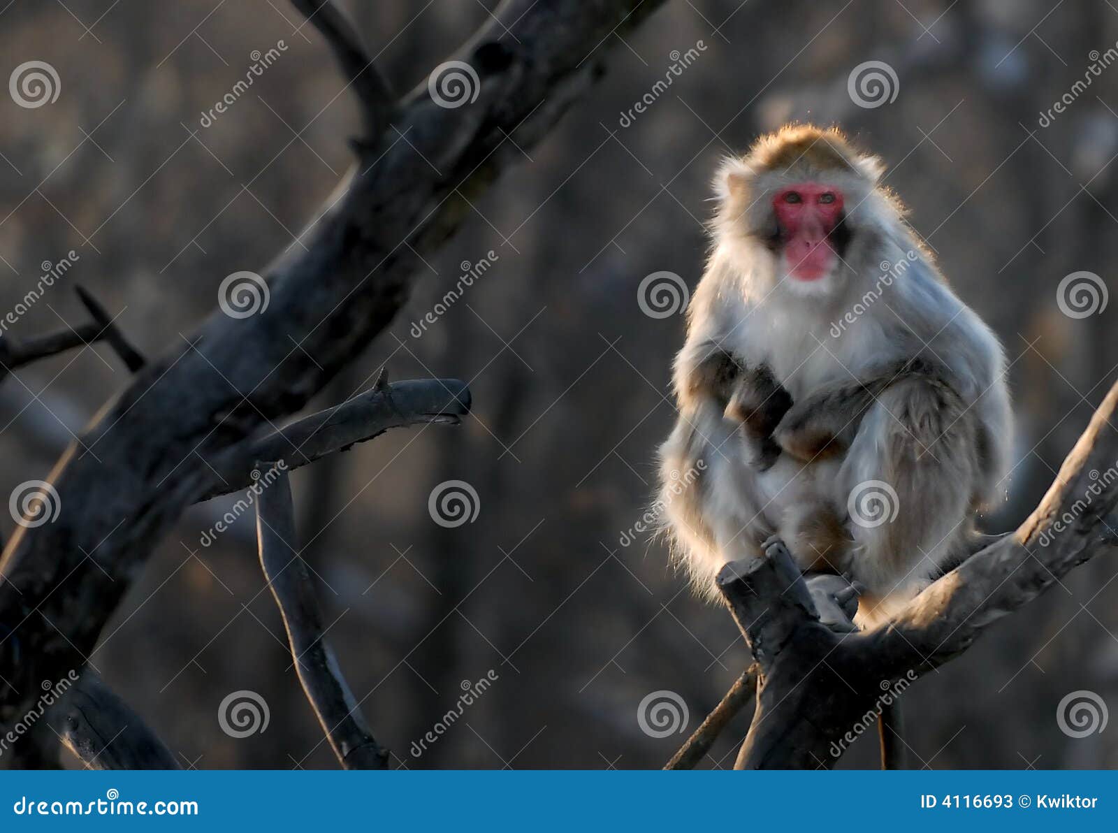 Japanese Monkey Front Posture With Red Face Color And Sits On The Floor ...