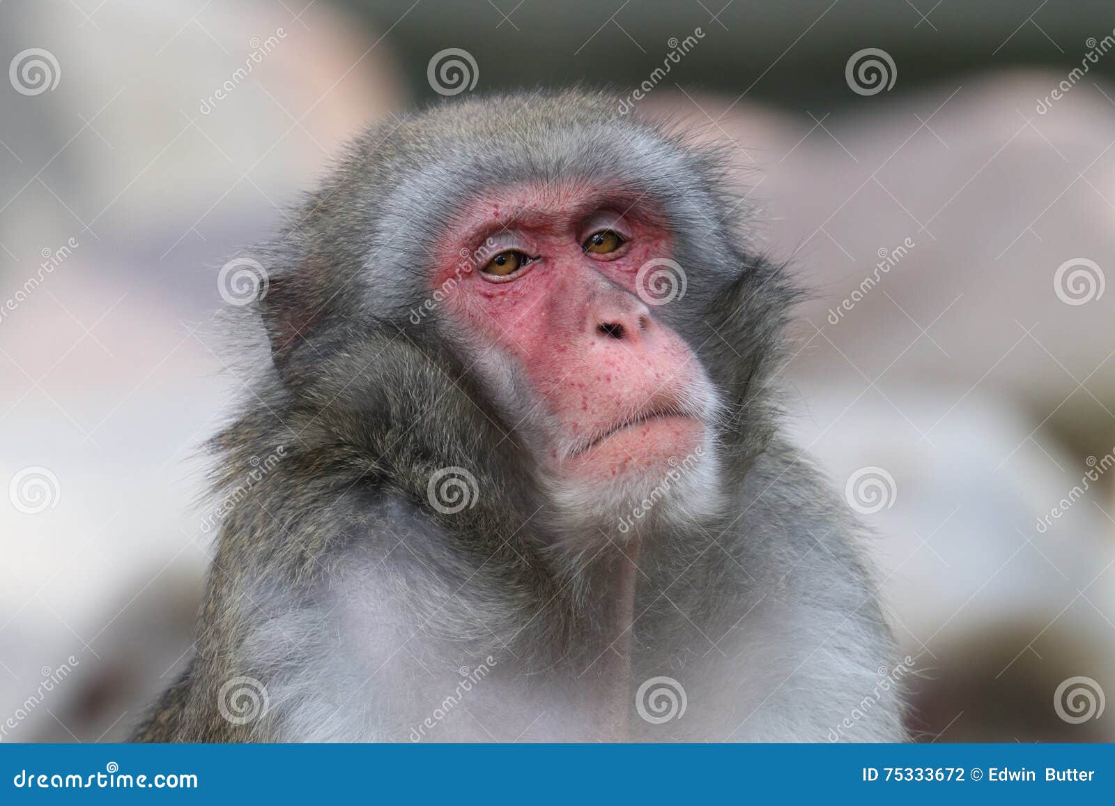 Japanese Monkey Front Posture With Red Face Color And Sits On The Floor ...