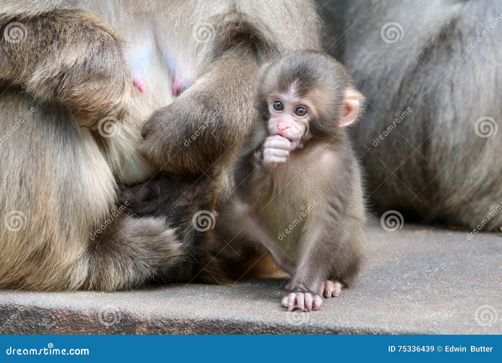Japanese monkey baby stock image. Image of nature, animal - 75336439