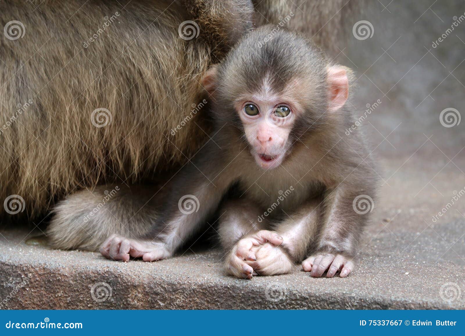 Japanese monkey baby stock image. Image of nature, selective - 75337667