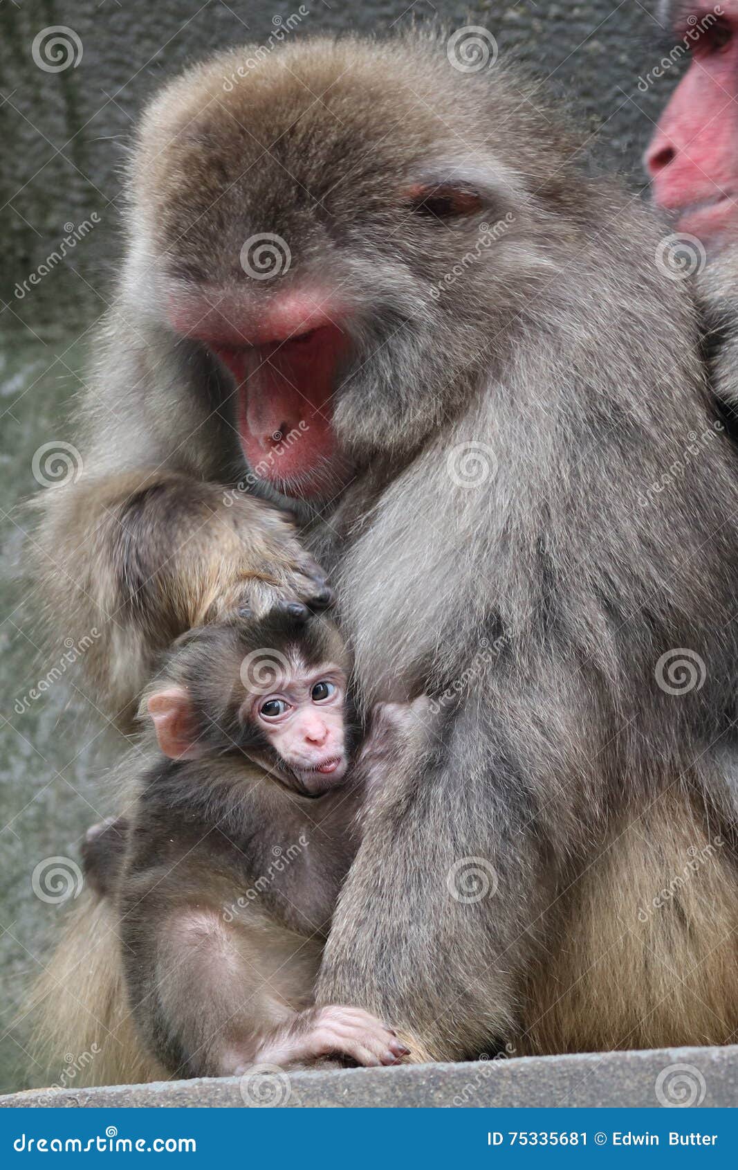 Japanese Monkey Open Mouth And Show Its Teeth Stock Photography ...
