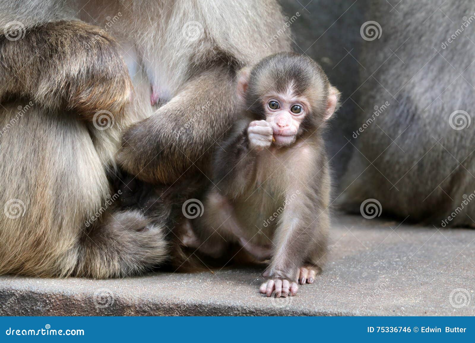 Japanese monkey baby stock photo. Image of love, spring - 75336746