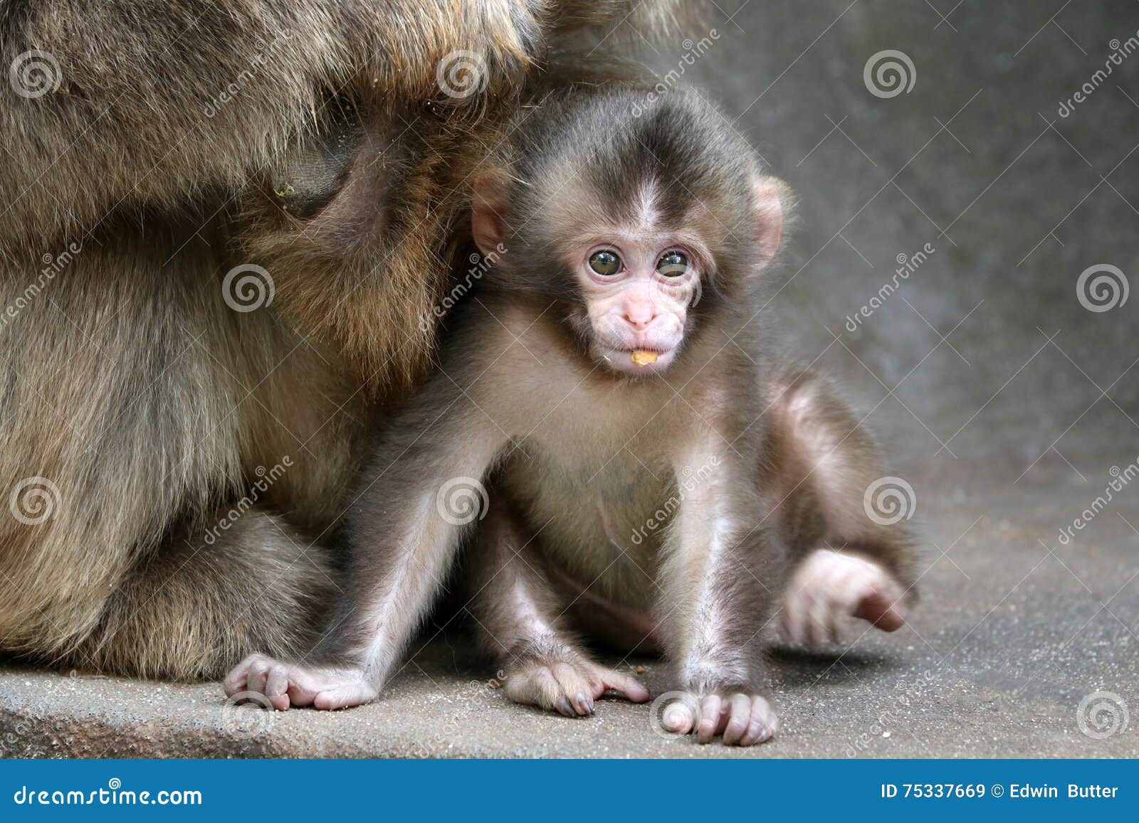 Japanese Monkey Front Posture With Red Face Color And Sits On The Floor ...