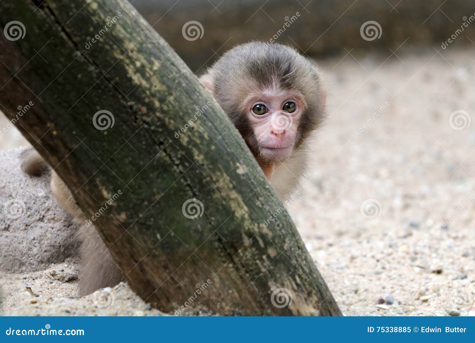 Japanese Monkey Front Posture With Red Face Color And Sits On The Floor ...
