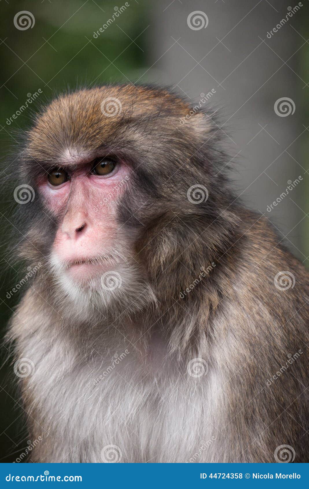 Japanese Monkey stock photo. Image of forest, climb, evolution - 44724358