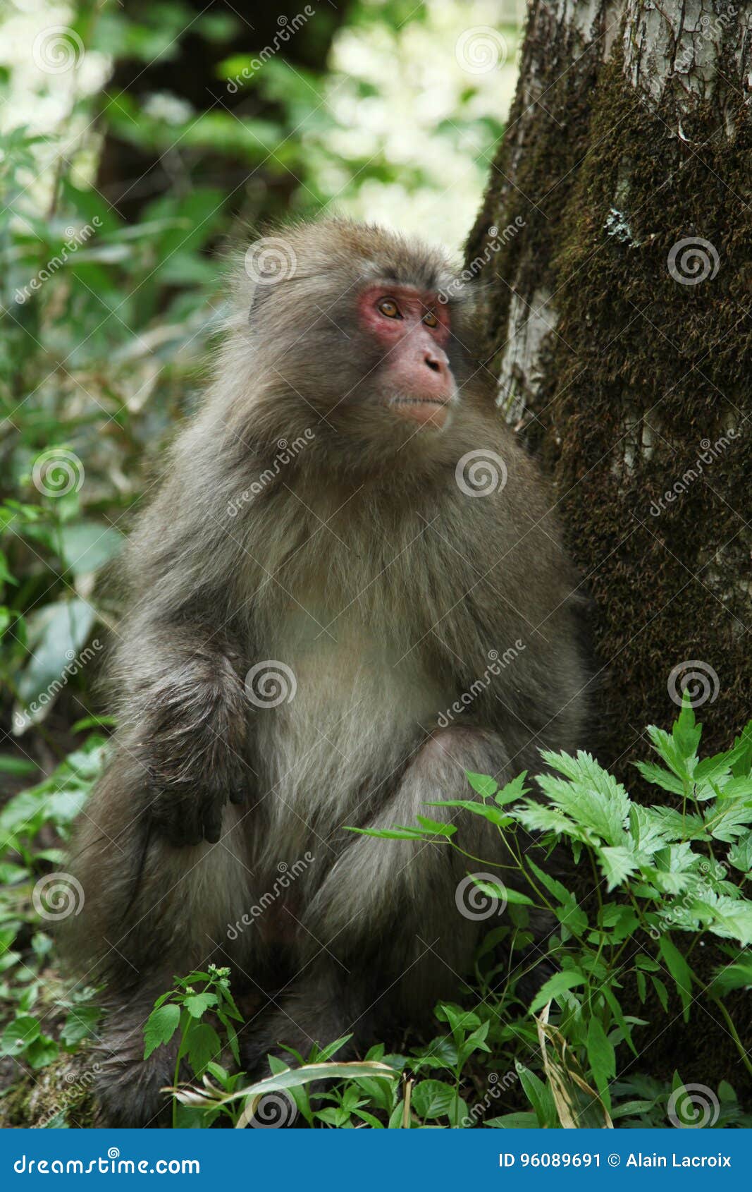 Japanese monkey stock image. Image of valley, wildlife - 96089691