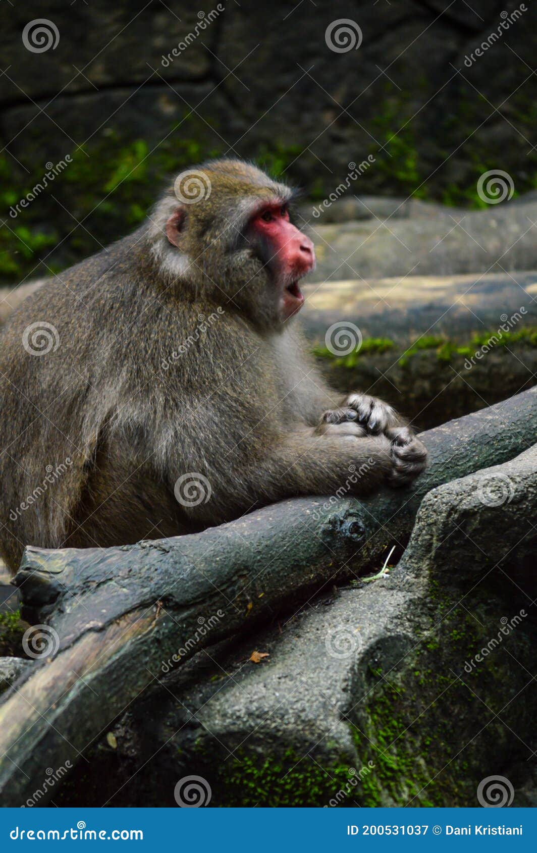 Japanese Monkey Put Hands on Trunk and Open Mouth Stock Image - Image ...