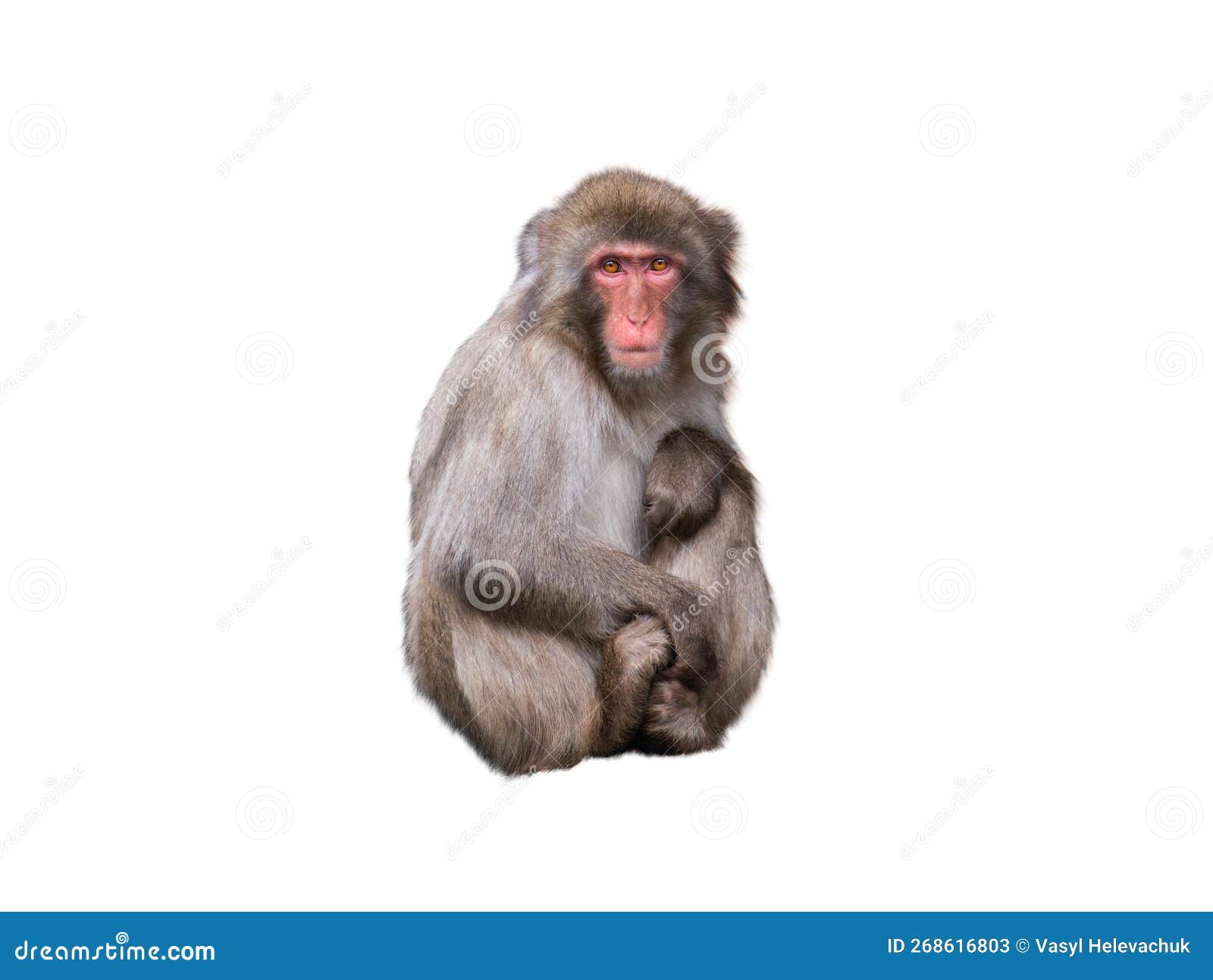 Japanese Monkey Front Posture With Red Face Color And Sits On The Floor ...
