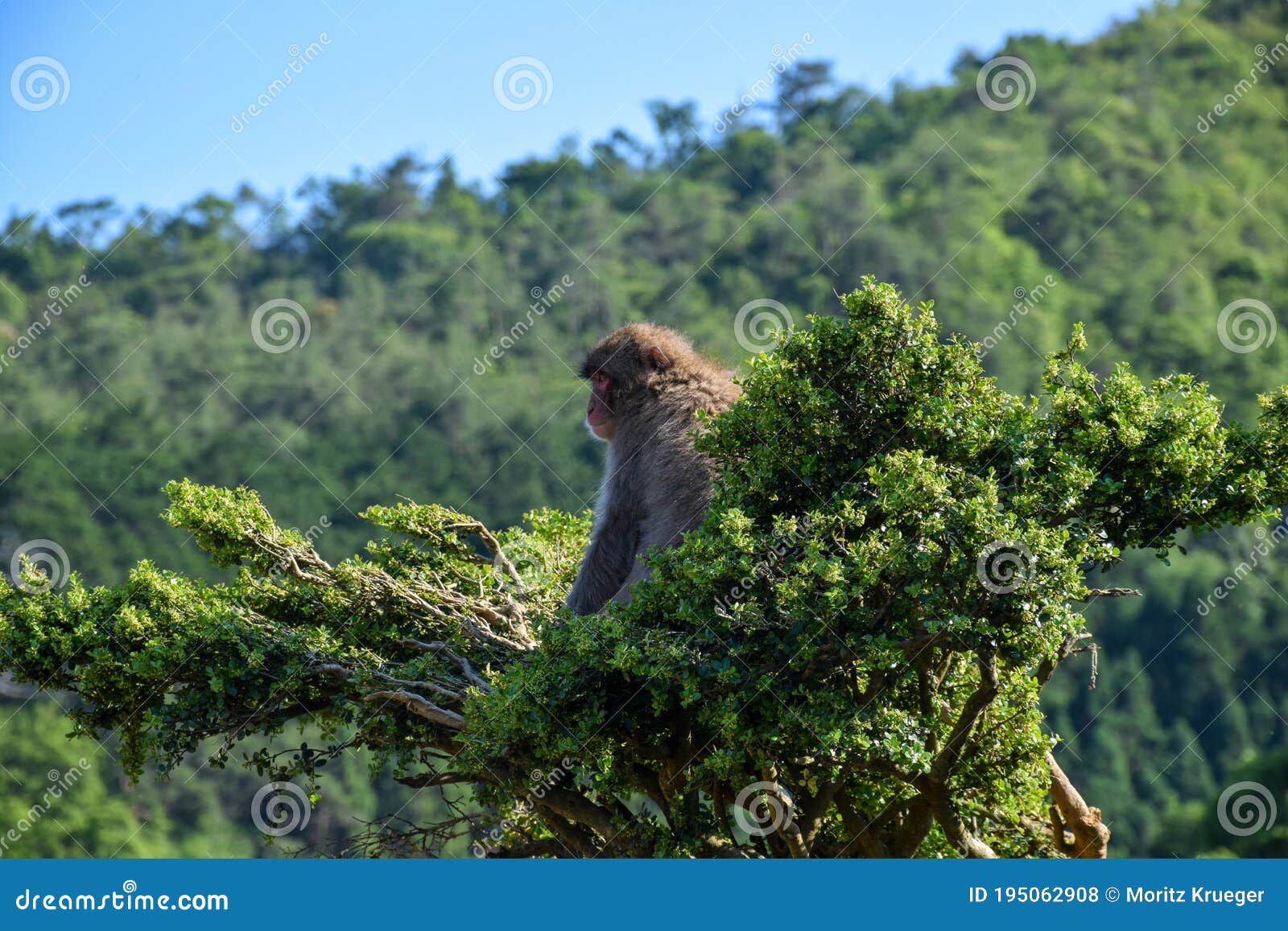 Japanese Monkey in a Tree stock photo. Image of beautiful - 195062908