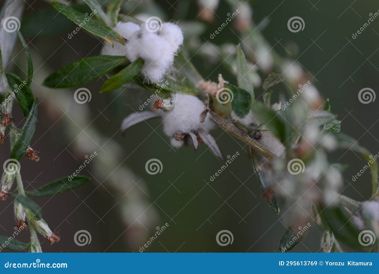 Japanese Mugwort Insect Galls. Stock Image - Image of stem, detail ...