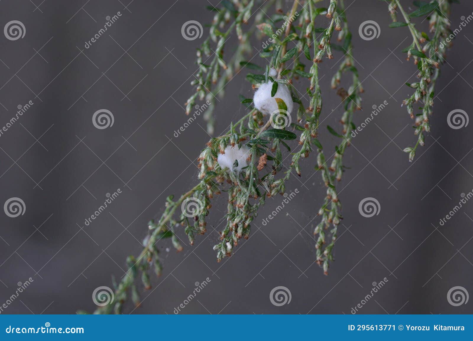Japanese Mugwort Insect Galls. Stock Image - Image of insect, gall ...