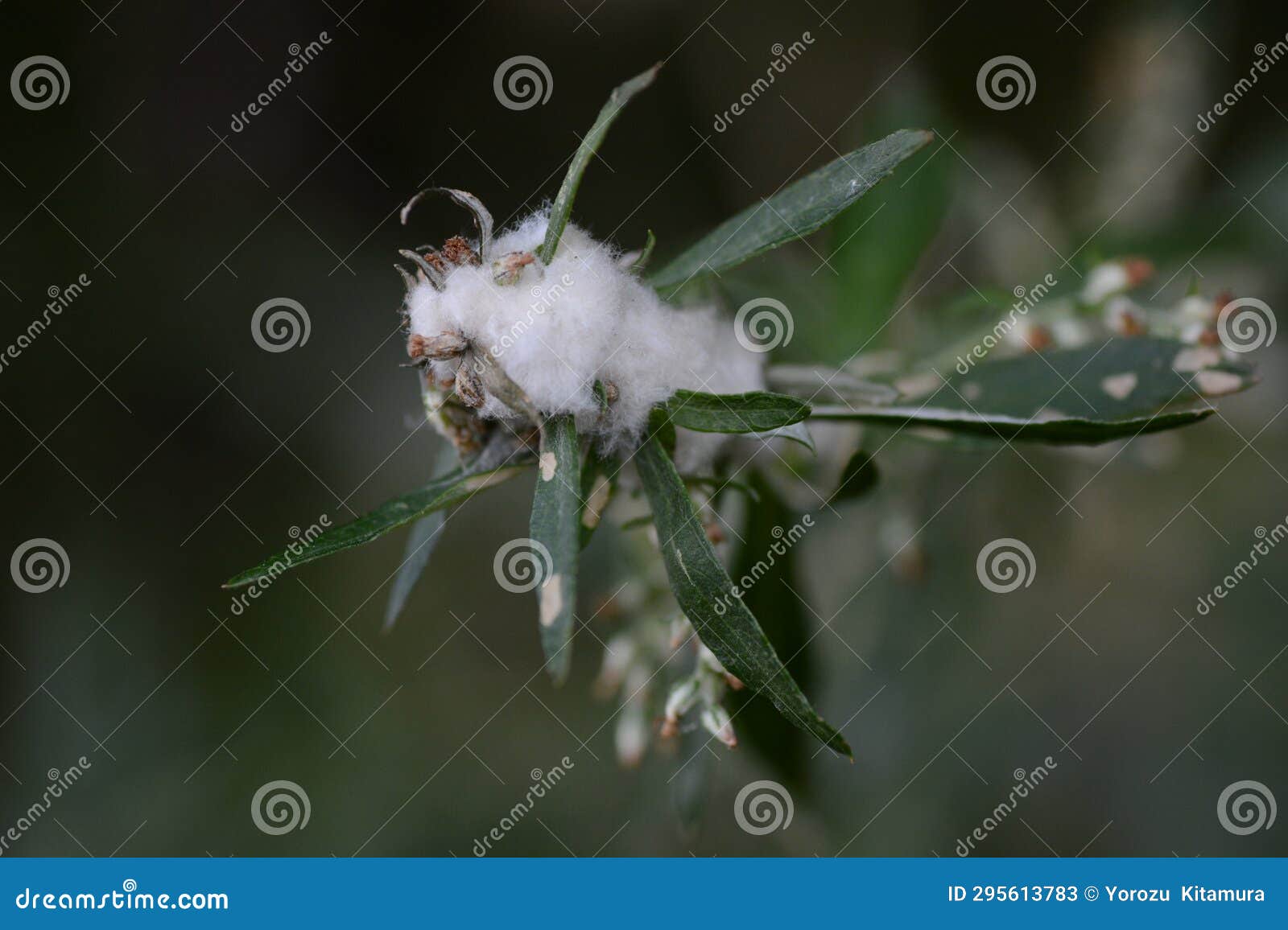 Oak Galls Of The Insect Cynips Quercusfolii On Oak Leaves Stock Photo ...