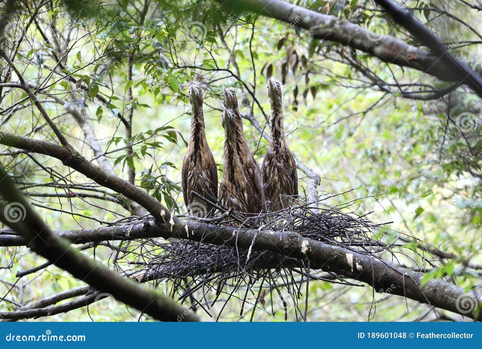 Japanese Night Heron Nesting in Japan Stock Photo - Image of night ...