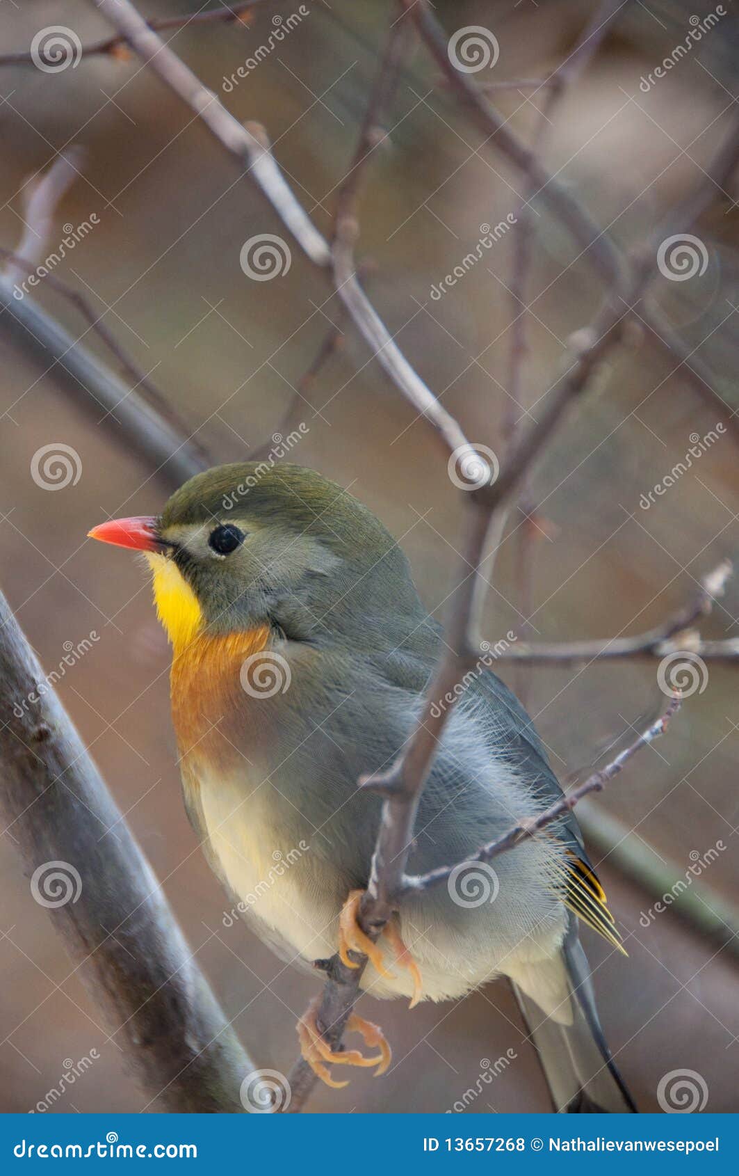 Japanese Nightingale stock photo. Image of bird, fauna - 13657268