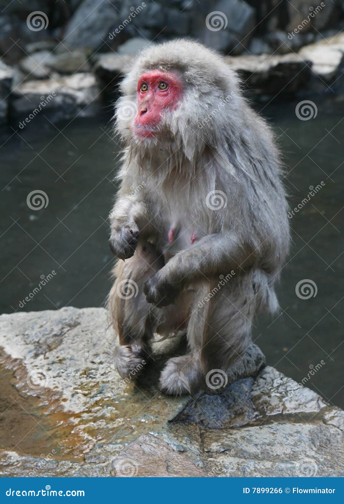 Japanese Onsen Monkey in Nagano Stock Photo - Image of japan, mountain ...