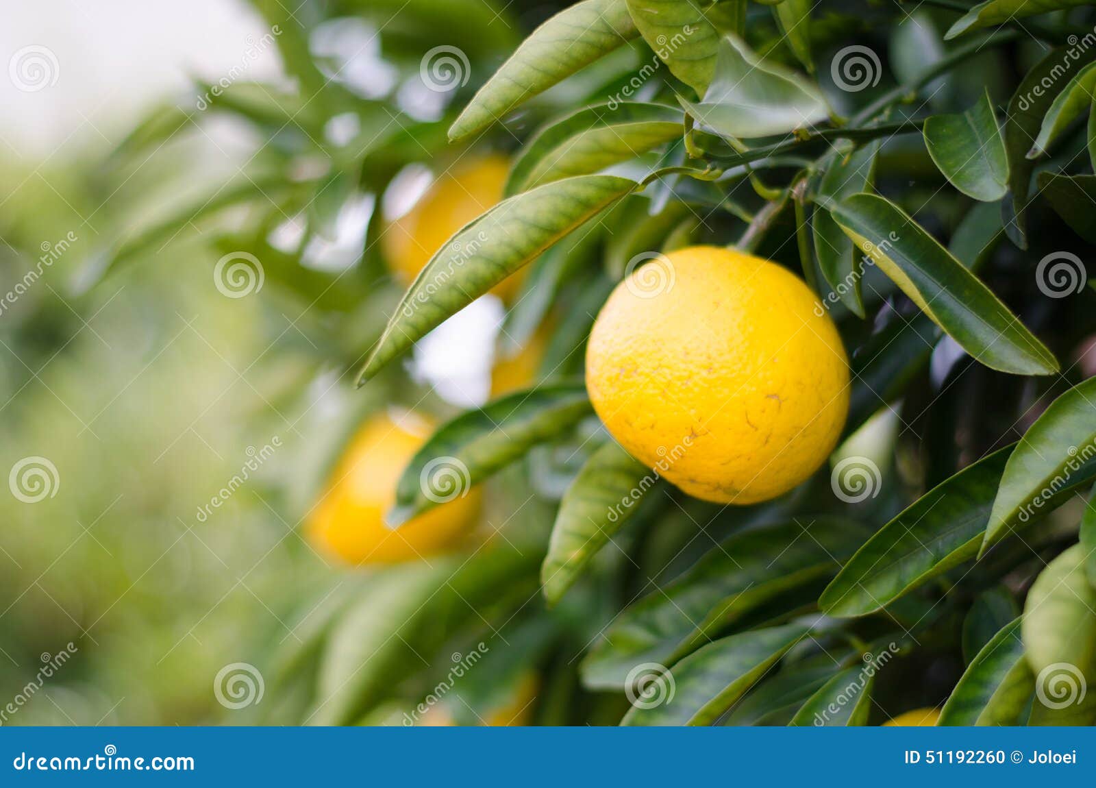 Japanese Orange Royalty-Free Stock Image | CartoonDealer.com #51192700