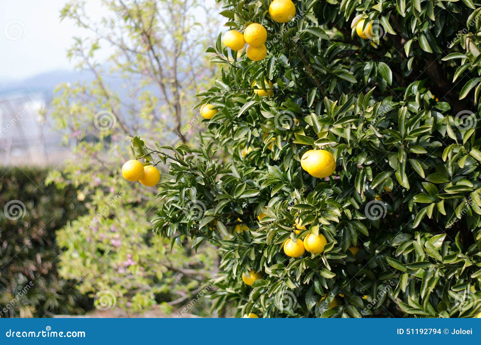 Japanese orange stock photo. Image of kawazu, orange - 51192794