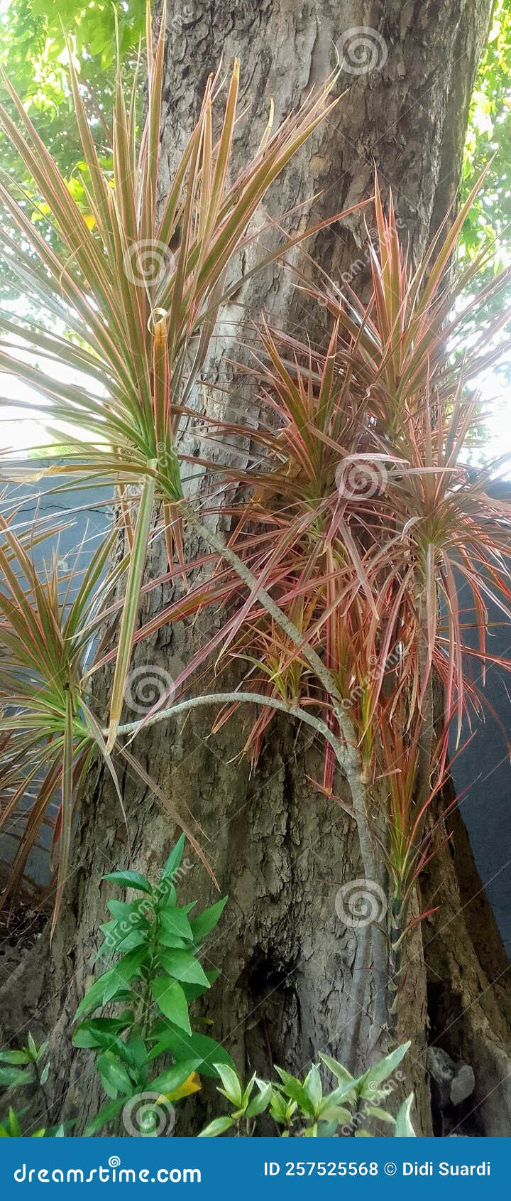 Japanese Pandanus Tree with a Unique Texture and Leaf Color Against a ...