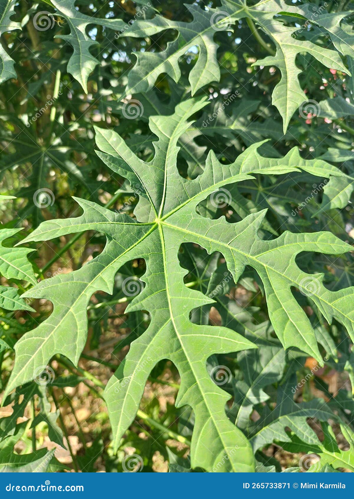 Japanese papaya leaves stock image. Image of soil, autumn - 265733871 Japanese papaya leaves stock image. Image of soil, autumn - 265733871