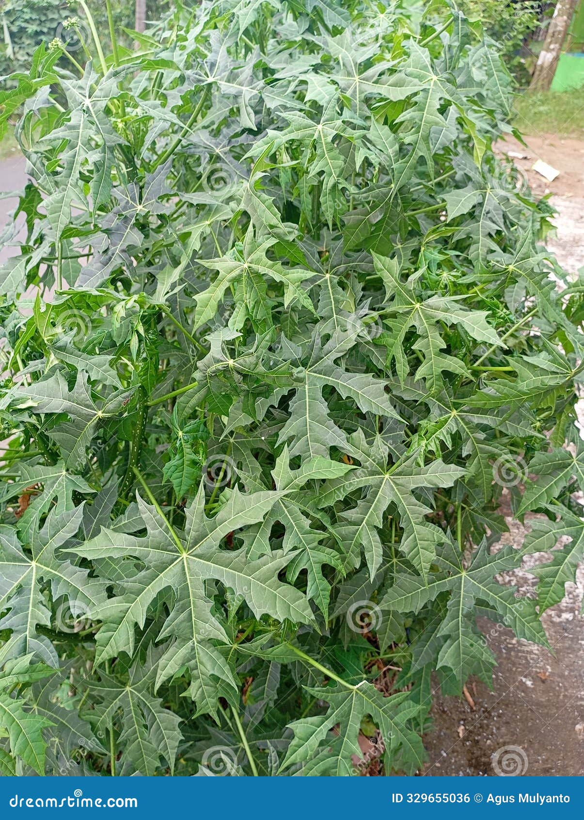Japanese Papaya Leaves are Dark Green in Color, the Leaves are Shaped ... Japanese Papaya Leaves are Dark Green in Color, the Leaves are Shaped ...