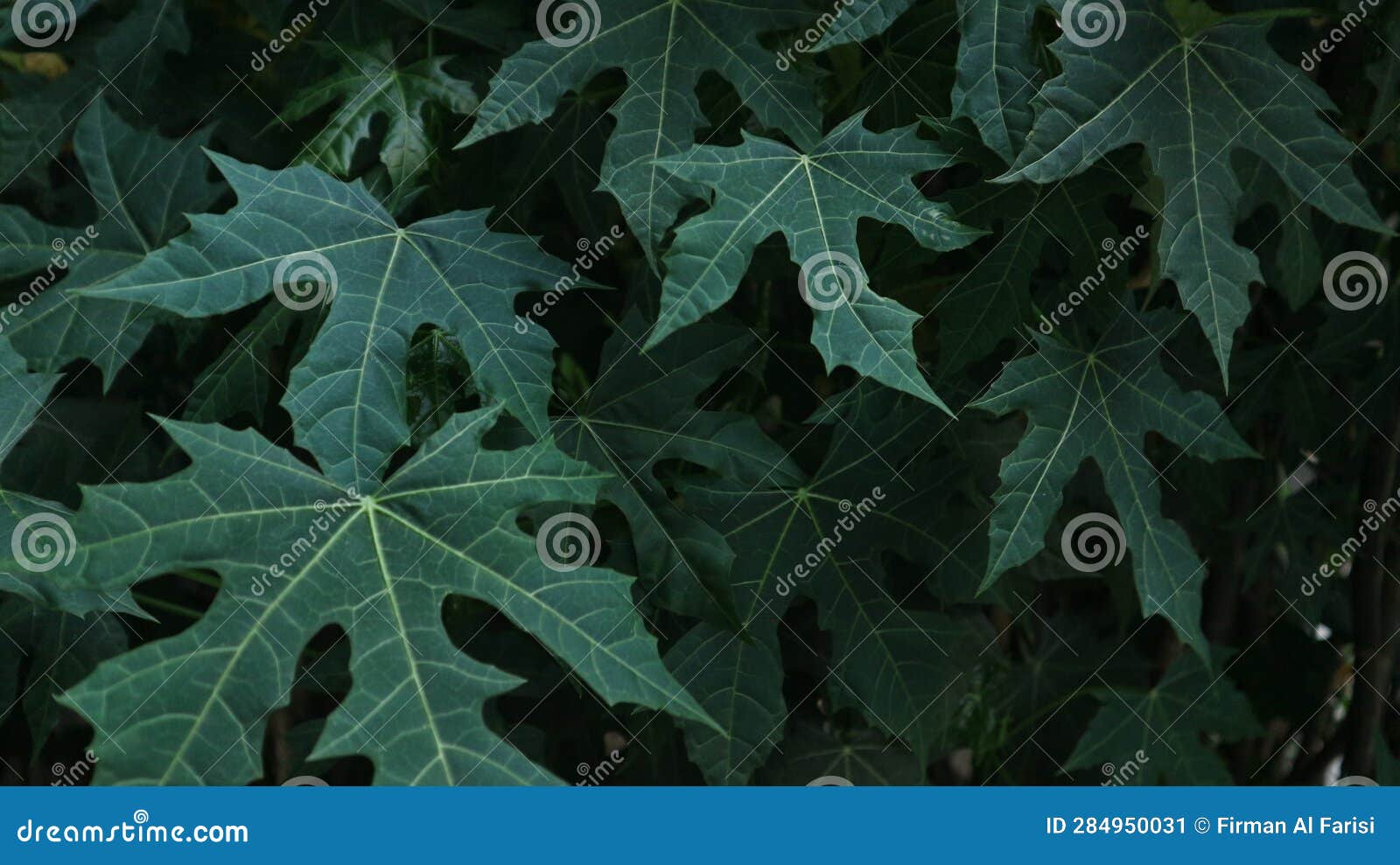 Japanese Papaya Leaves are Dark Green Stock Image - Image of autumn ... Japanese Papaya Leaves are Dark Green Stock Image - Image of autumn ...