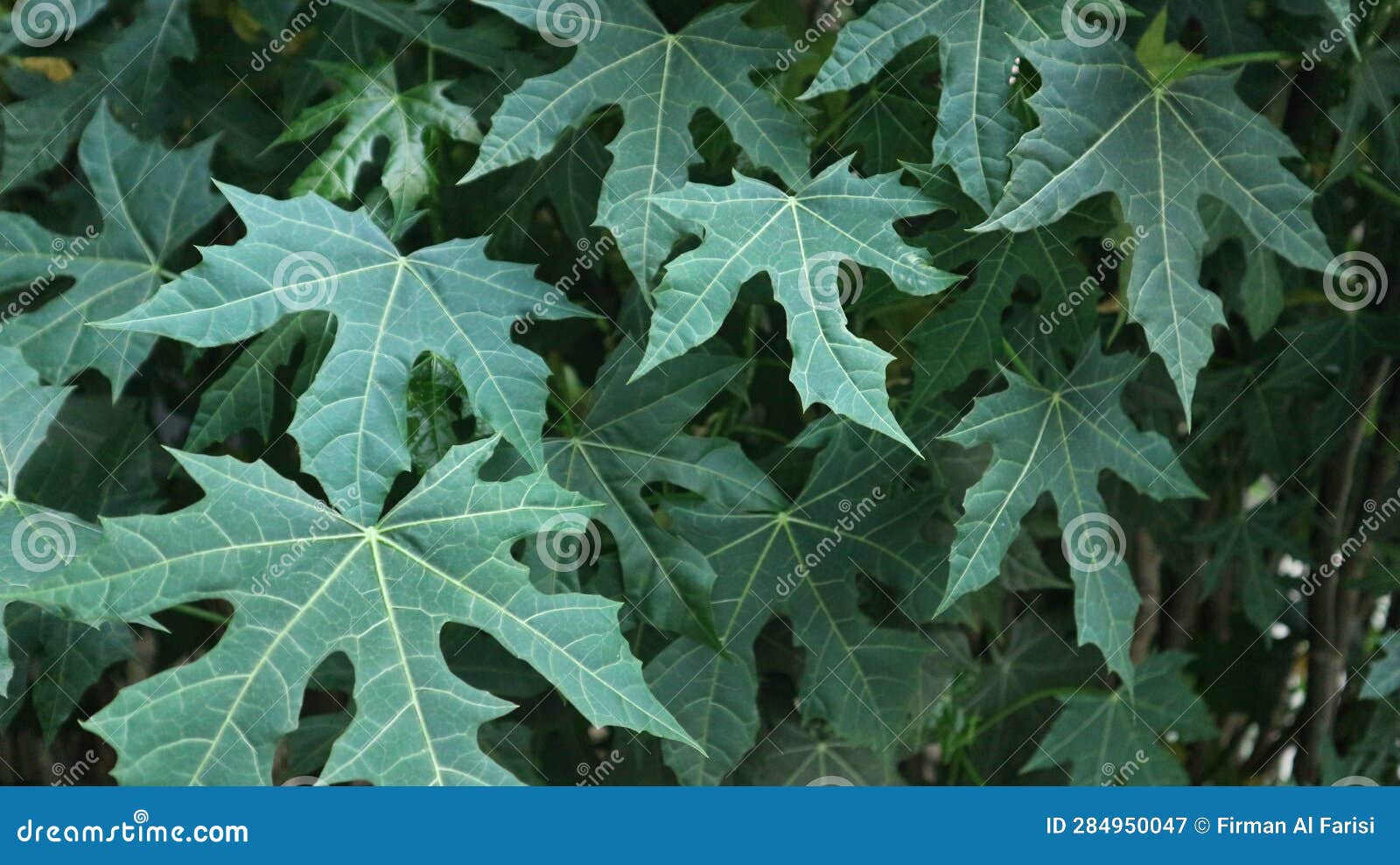 Japanese Papaya Leaves are Dark Green Stock Image - Image of plant ... Japanese Papaya Leaves are Dark Green Stock Image - Image of plant ...