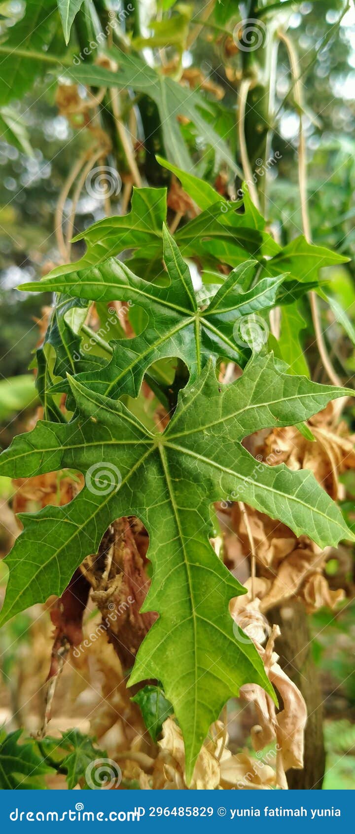 Japanese papaya leaves stock image. Image of papaya - 296485829 Japanese papaya leaves stock image. Image of papaya - 296485829