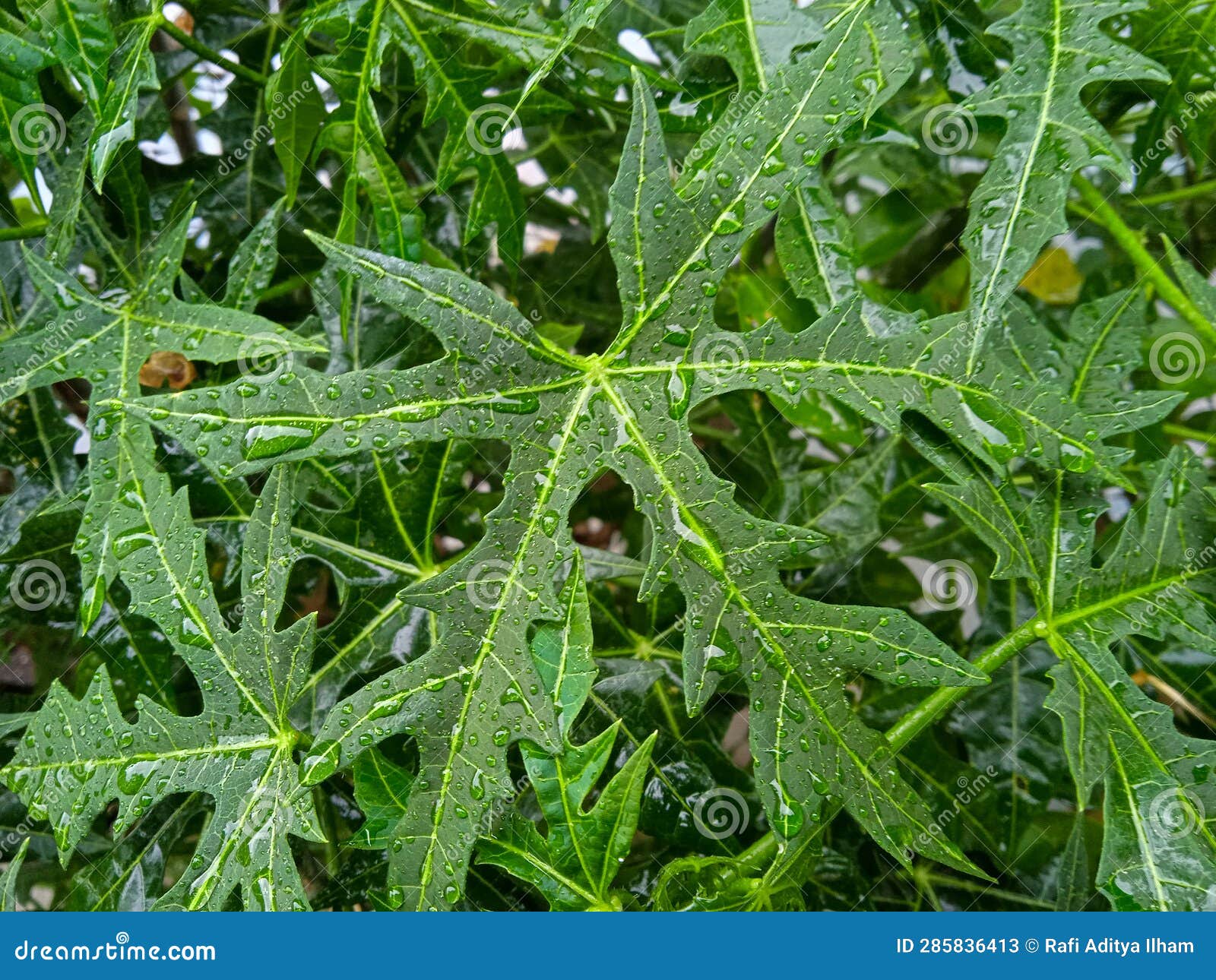 Japanese Papaya Plant, Japanese Papaya Leaves, Papaya Green Leaves ... Japanese Papaya Plant, Japanese Papaya Leaves, Papaya Green Leaves ...