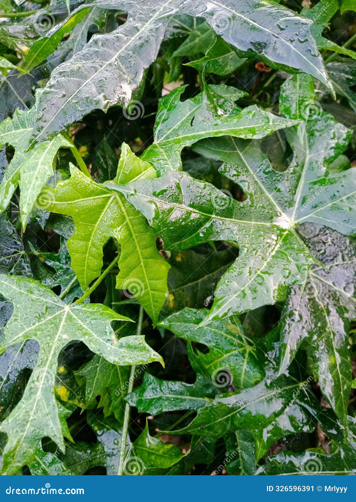 Japanese Papaya Plants Look Fresh in the Dew Stock Image - Image of ...