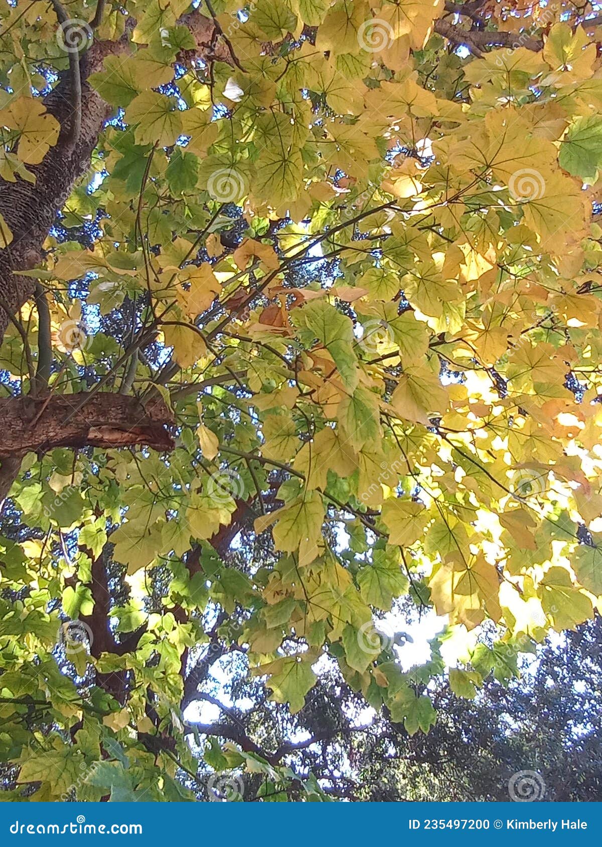 Parasol Tree Leaves With Bench Stock Photo | CartoonDealer.com #35382948