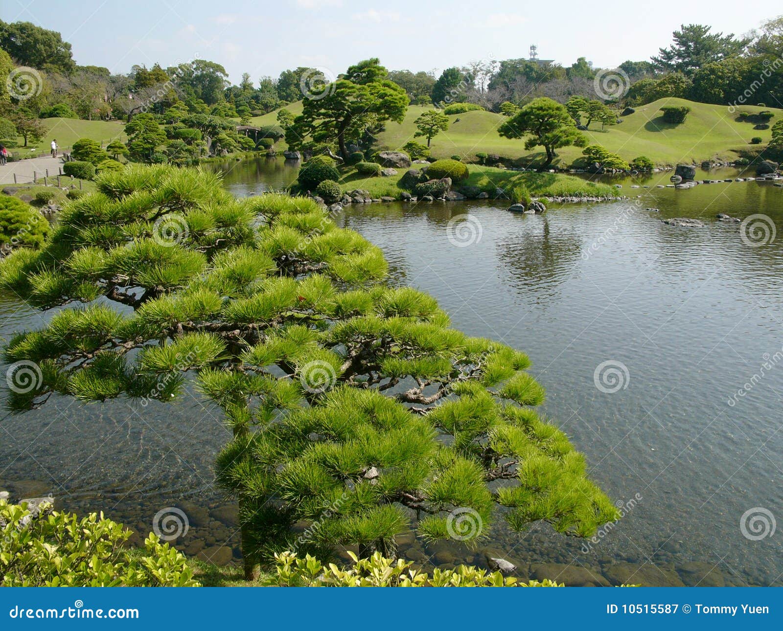 Japanese park stock image. Image of nature, lake, pine - 10515587