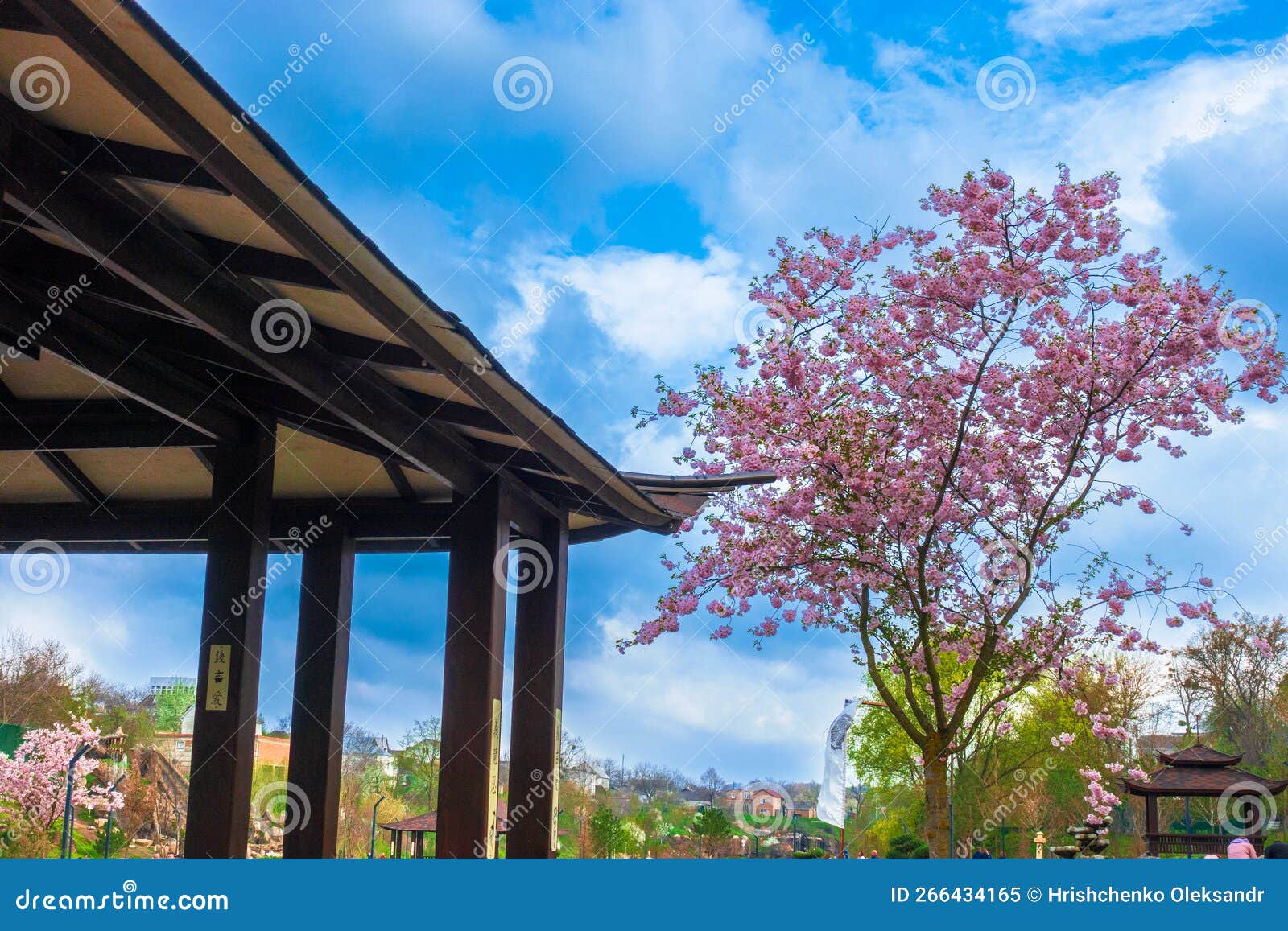 Japanese Pavilion and Cherry Blossom Tree Against the Blue Sky Stock ...