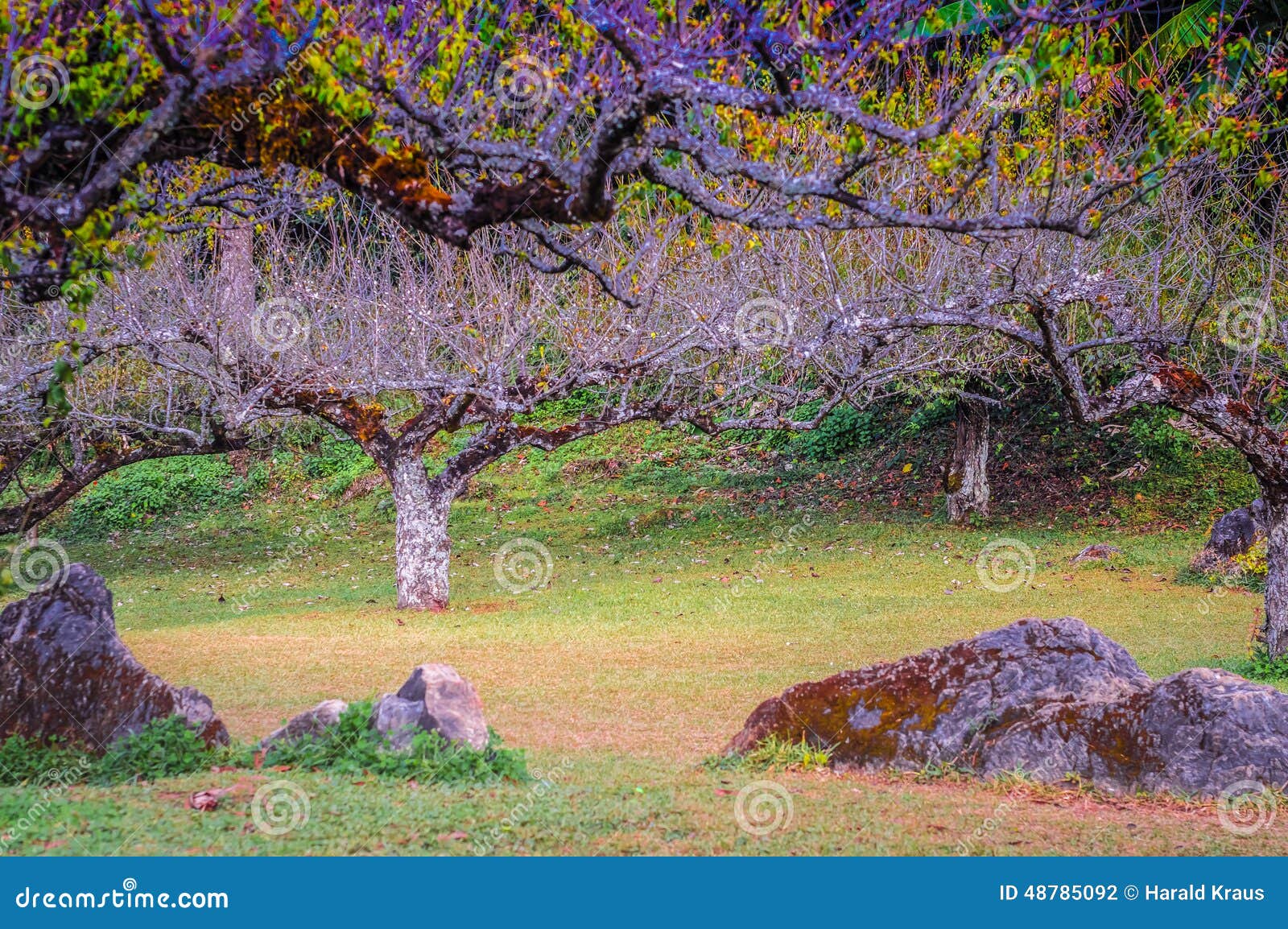 Japanese Peach Momo Isolated On White Background. Stock Photo ...