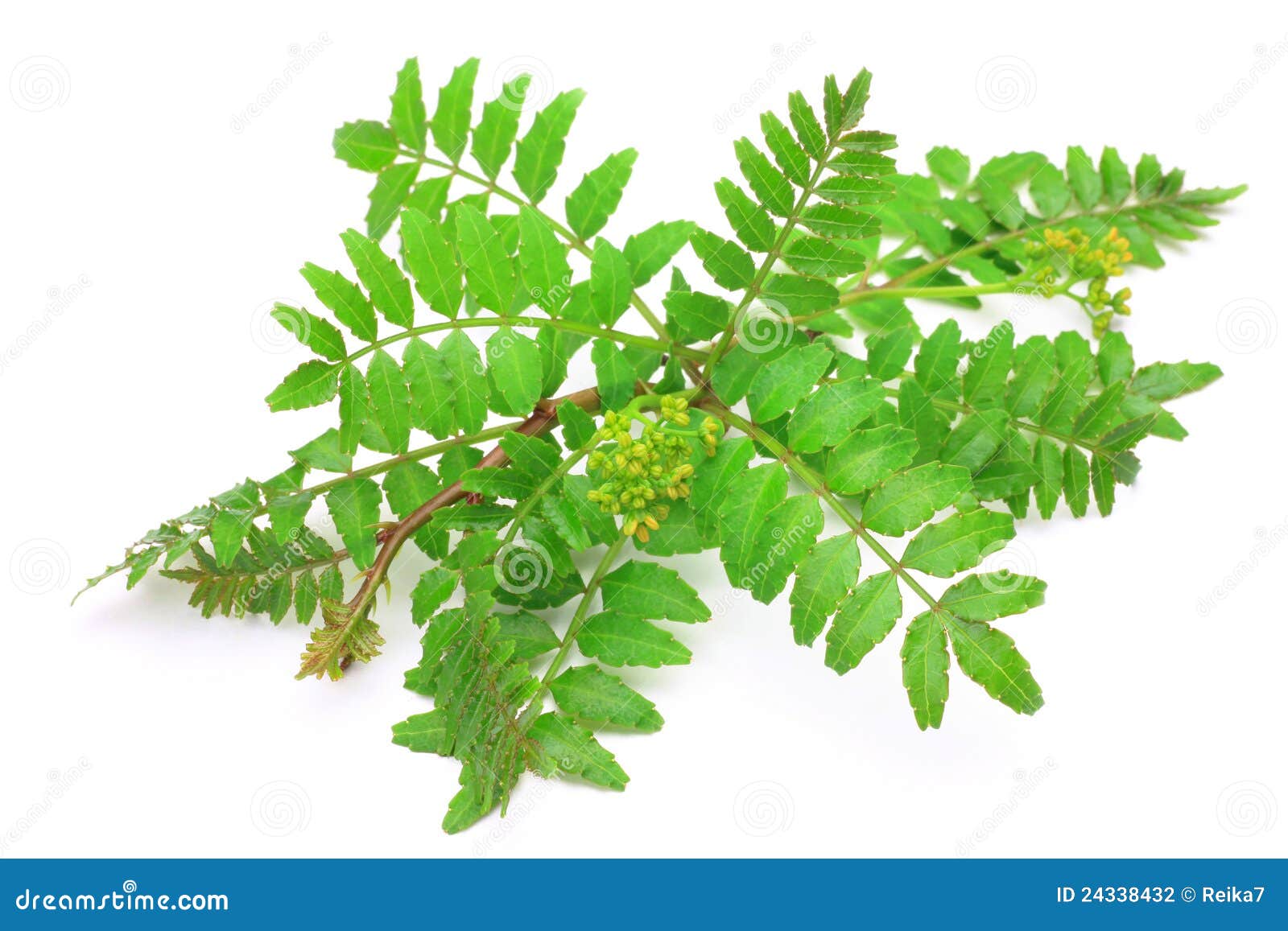 Japanese pepper stock photo. Image of japanese, sprout - 24338432