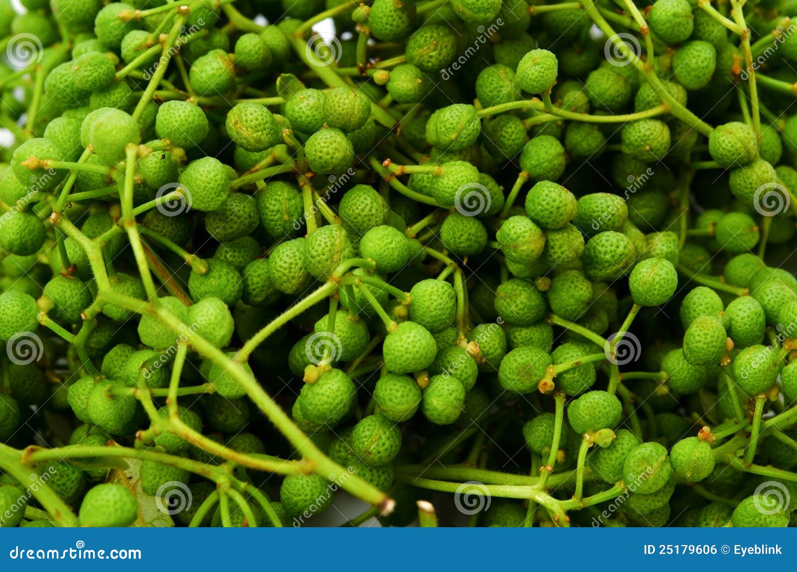 Japanese pepper stock photo. Image of pepper, food, plant - 25179606