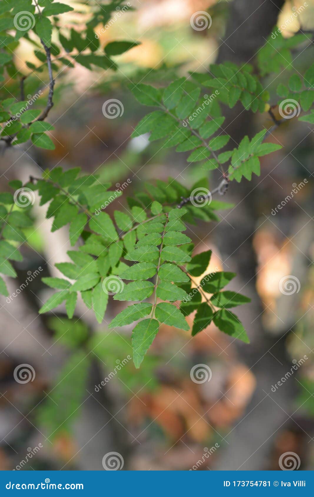 Japanese pepper tree stock image. Image of zanthoxylum - 173754781