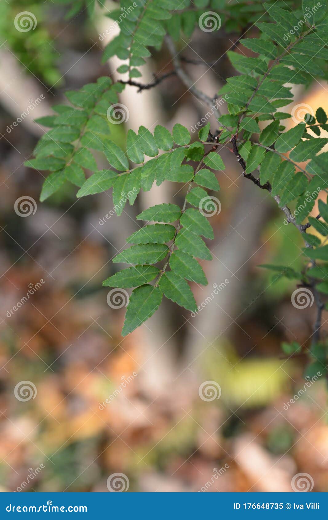 Japanese pepper tree stock image. Image of plant, green - 176648735