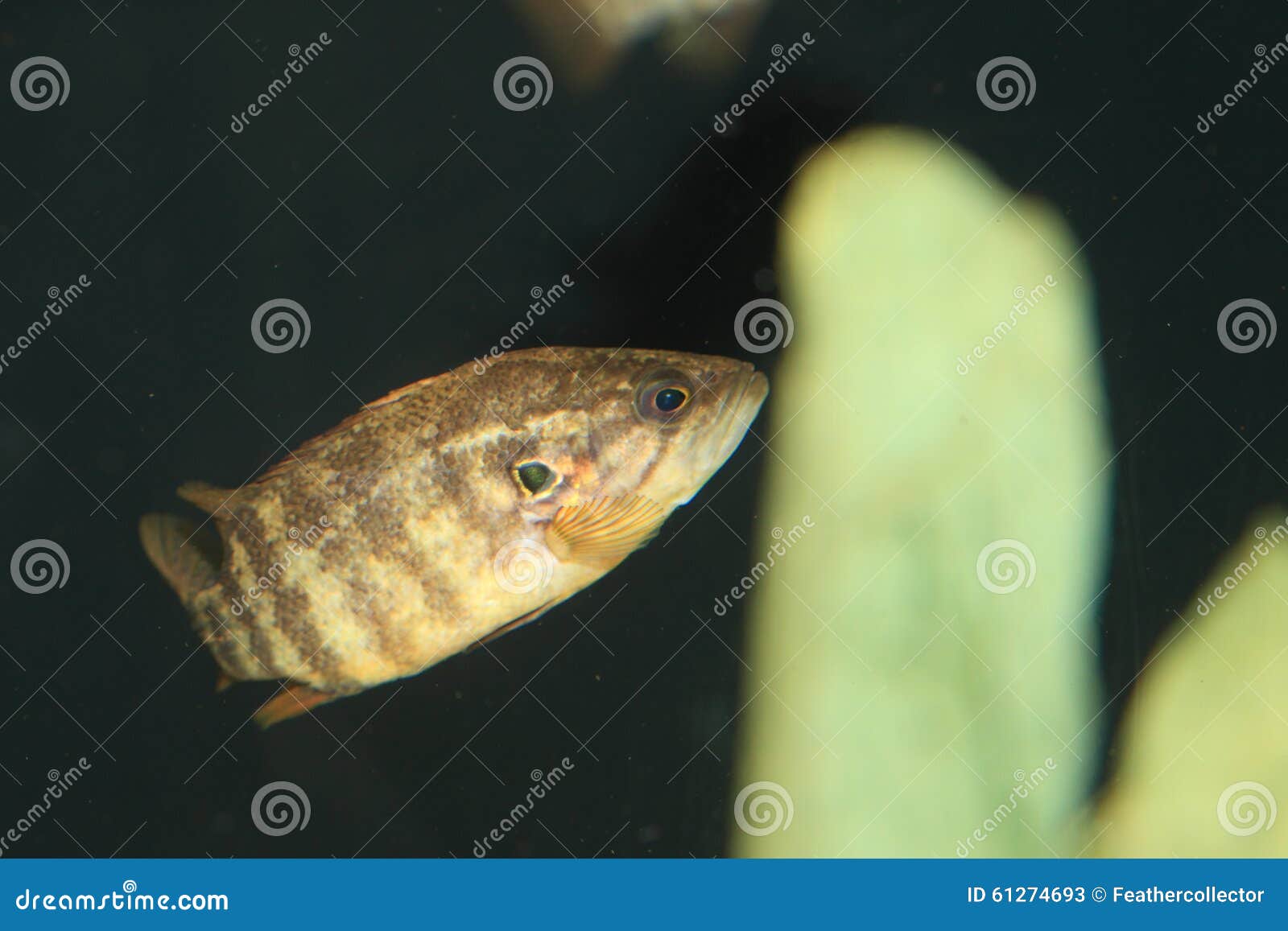 Japanese perch stock image. Image of nature, kawamebari - 61274693
